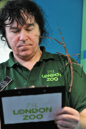 Mark Tansley Stick Insect Editorial Stock Photo - Stock Image ...