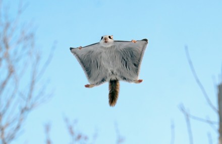 Impressive Flying Squirrels Soar Through Air Editorial Stock Photo ...