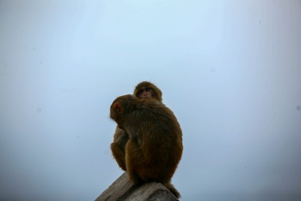 Monkeys Cling Onto Each Other Make Editorial Stock Photo - Stock Image ...