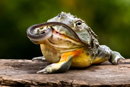 250 Bullfrog Stock Pictures, Editorial Images and Stock Photos ...