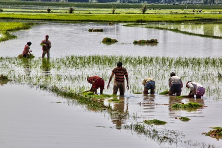 Men Planting Rice Saplings Rice Field Editorial Stock Photo - Stock ...