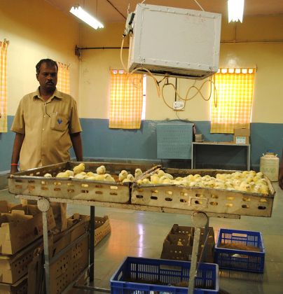 Workers Chicks Inside Venkys Chicken Hatchery Editorial Stock Photo ...