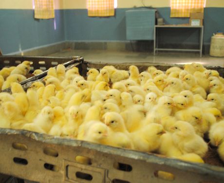 Chicks Inside Venkys Chicken Hatchery Plant Editorial Stock Photo ...