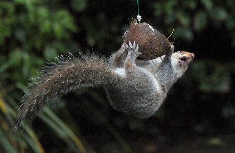 Cheeky squirrel manages to eat half a coconut suspended on piece of ...