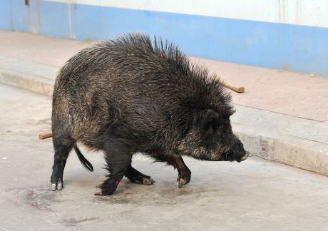 Injured Wild Boar After Being Shot Editorial Stock Photo - Stock Image ...