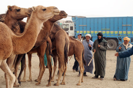 Camels Sale Animal Market Imilchil Market Editorial Stock Photo - Stock ...