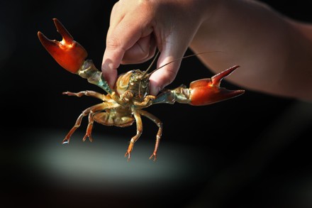 36 Crayfishing Stock Pictures, Editorial Images and Stock Photos ...