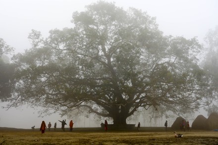 Children Play Under Banyan Tree On Editorial Stock Photo - Stock Image ...