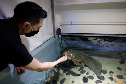 Methuselah, a 90-year-old plus Australian lungfish, the oldest fish in ...