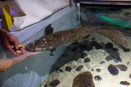 Methuselah, a 90-year-old plus Australian lungfish, the oldest fish in ...