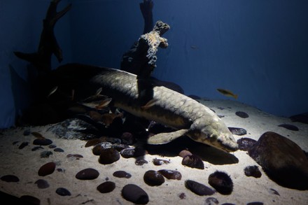 Methuselah, a 90-year-old plus Australian lungfish, the oldest fish in ...
