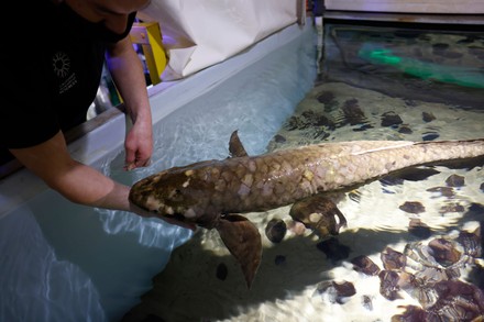 Methuselah, a 90-year-old plus Australian lungfish, the oldest fish in ...