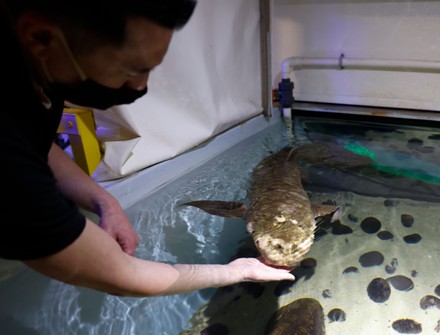 Methuselah, a 90-year-old plus Australian lungfish, the oldest fish in ...