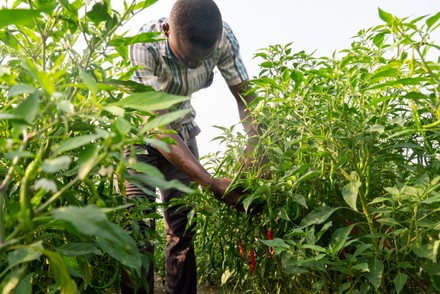 14 Chilli pepper farm Stock Pictures, Editorial Images and Stock Photos ...