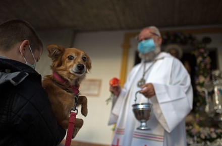 Dog Looks On Being Blessed By Editorial Stock Photo - Stock Image ...