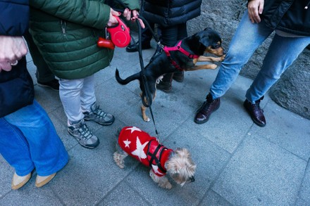 Animal Owners Seen Queues Their Animals Editorial Stock Photo - Stock ...