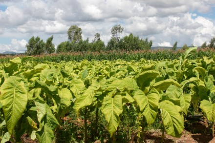 Yellowing Tobacco Plant Seen Field Guruve Editorial Stock Photo - Stock ...