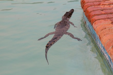 Crocodile Seen Pool Lodge Binga Lodge Editorial Stock Photo - Stock ...