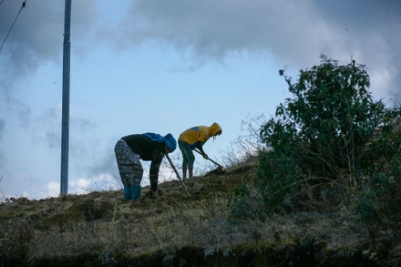 Farmers Plant Potatoes On Slopes Their Editorial Stock Photo - Stock ...
