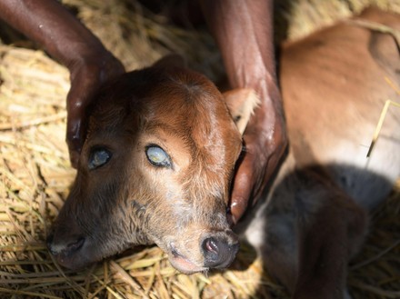 Calf Suffering Rare Condition Called Polycephaly Editorial Stock Photo ...