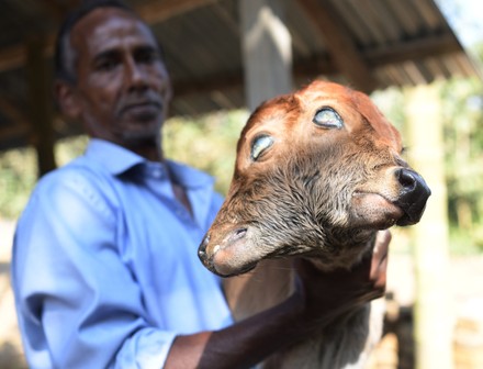 Calf Suffering Rare Condition Called Polycephaly Editorial Stock Photo ...