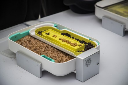 Insect Brooder Incubator During Press Visit Editorial Stock Photo ...