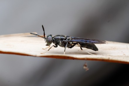 Adult Black Soldier Fly Seen Farm Editorial Stock Photo - Stock Image ...