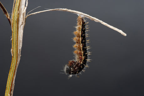 23 Caterpillar move Stock Pictures, Editorial Images and Stock Photos ...