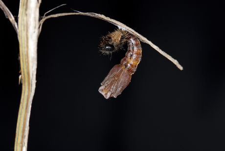 65 Caterpillar skin Stock Pictures, Editorial Images and Stock Photos ...