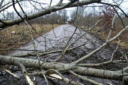 Day After Storm Gudrun Stormy Trees Editorial Stock Photo - Stock Image ...