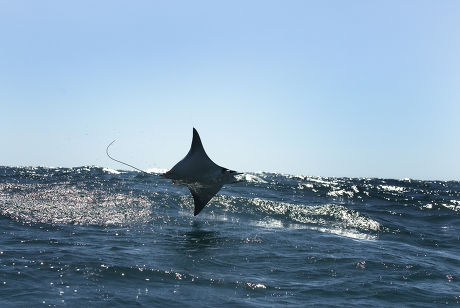 Mobula Ray Mobula Japonica Mobula Leaps Editorial Stock Photo - Stock ...