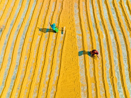 Huge Mounds Rice Raked Into Thin Editorial Stock Photo - Stock Image ...