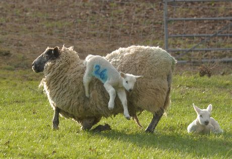 Lamb Jumps Off Mothers Back Sheep Editorial Stock Photo - Stock Image ...