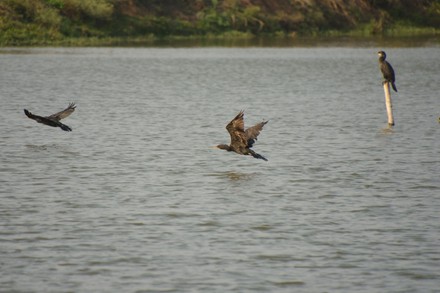 Little Cormorant Resident Birds Bengal React Editorial Stock Photo ...