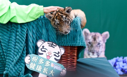 Tiger Cub Duo Duo Seen Hainan Editorial Stock Photo - Stock Image ...