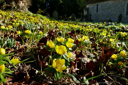 Snowdrop teas at St. Botolph's 11c church., Swyncombe, Oxfordshire, UK ...