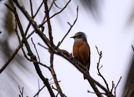 Pair Chestnuttailed Starling Sturnia Malabarica Called Editorial Stock ...