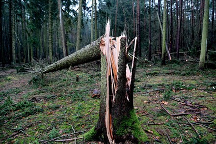 1,000 Broken trees Stock Pictures, Editorial Images and Stock Photos ...