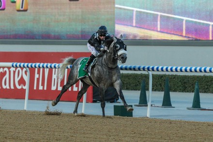 Af Alajaj Fr Ridden By Tadhg Editorial Stock Photo - Stock Image ...