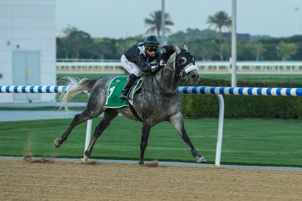 Af Alajaj Fr Ridden By Tadhg Editorial Stock Photo - Stock Image ...