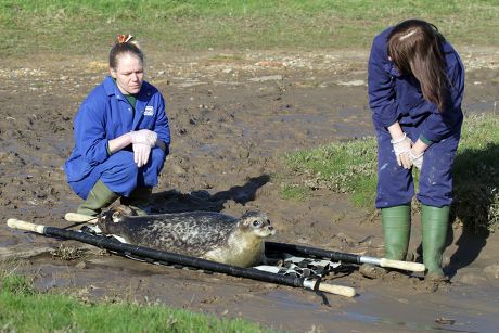 Rspca Officers Jo Mead Kate Price Editorial Stock Photo - Stock Image ...