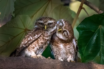 Two Spotted Owls Cuddle They Share Editorial Stock Photo - Stock Image ...