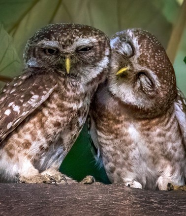 Two Spotted Owls Cuddle They Share Editorial Stock Photo - Stock Image ...