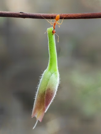 Worker ants carry huge tomatoes and flowers using their pincers ...