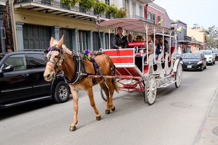 Mule Drawn Carriage Seen Decorated Mardi Editorial Stock Photo - Stock ...