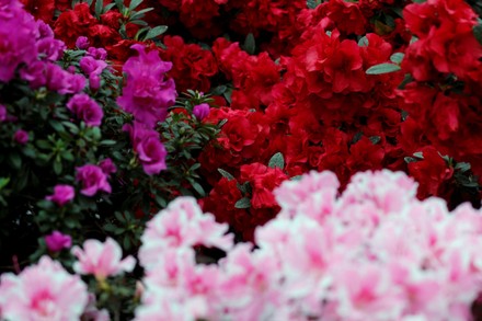 VARIETIES COLORFUL AZALEAS BLOOM BOTANICAL GARDEN Editorial Stock Photo ...