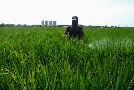 Farmer Sprays Pesticide Paddy Field Rorotan Editorial Stock Photo ...