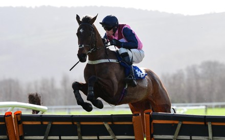 Toad Toad Hall Ridden By Conor Editorial Stock Photo - Stock Image ...