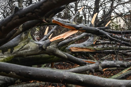 Strong Wind Destruction, Kraków, Poland - 21 Feb 2022 Stock Pictures ...