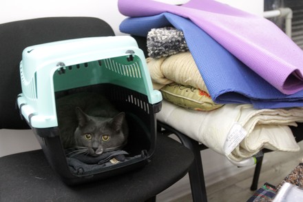 Cat Shipping Container Seen Temporary Accommodation Editorial Stock ...